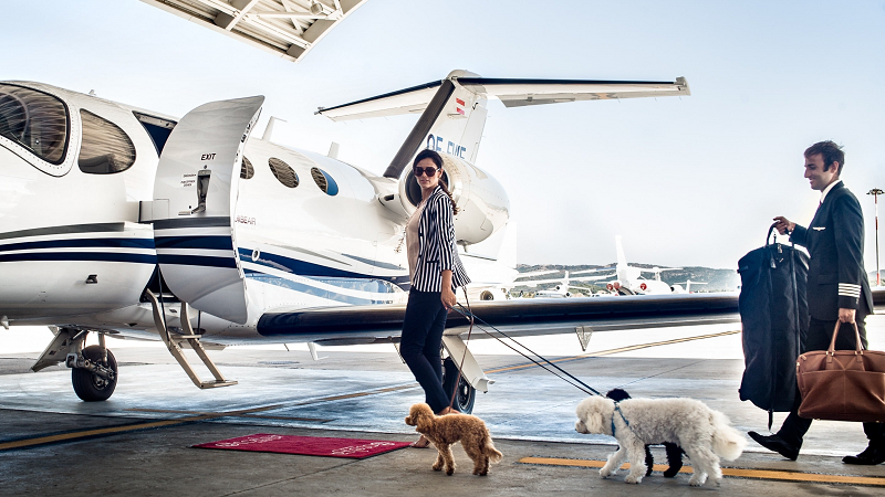 Voyager en avion avec son chien