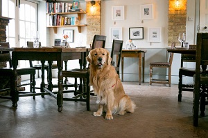 Carte des restaurants acceptant les chiens