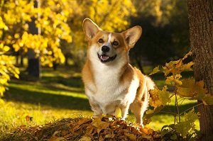 Comportement du chien - OpenDog