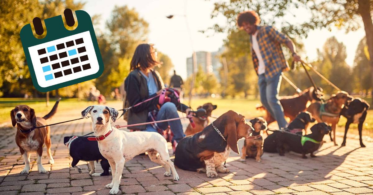 Comportement du chien - OpenDog