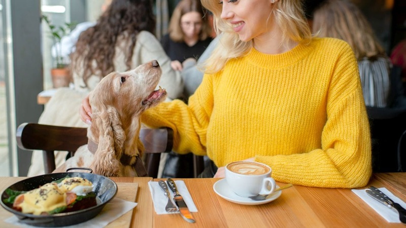Manger au restaurant avec son chien : les bonnes adresses